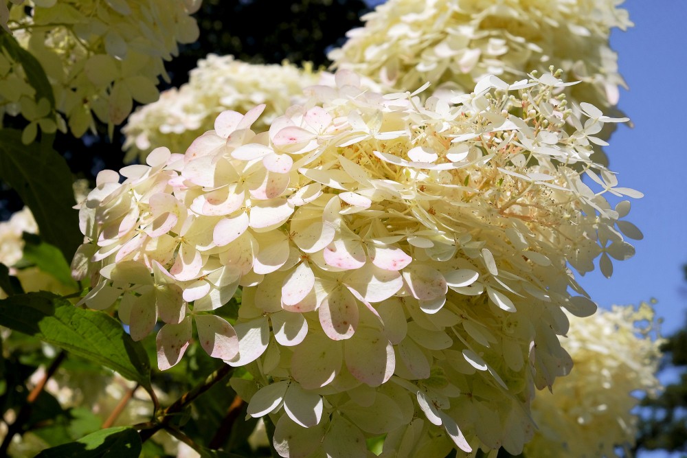 Panicle hydrangea flower cluster against a blue sky - redzet.lv