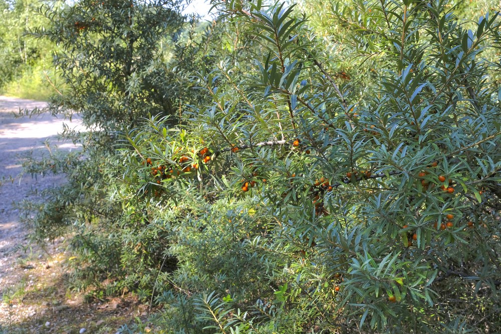 Sea buckthorn (Hippophae rhamnoides) - redzet.lv