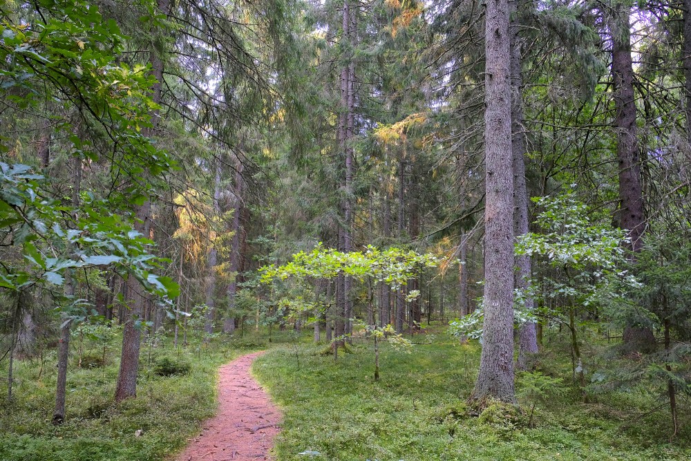 Wooden face sculpture among ferns in a dense forest setting - redzet.lv