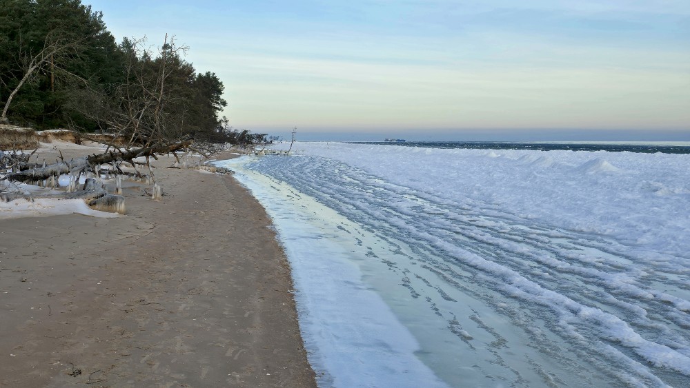 Cape Kolka in winter: frozen shoreline, snowy beach and pine forest ...