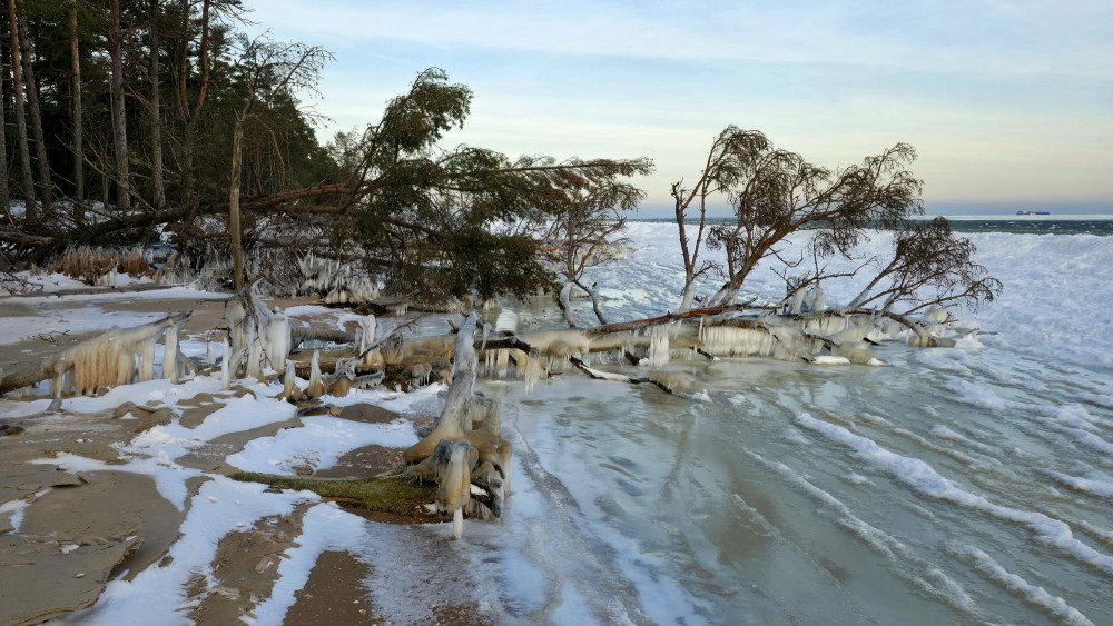 Cape Kolka in winter: frozen coast with ice-covered tree trunks along ...