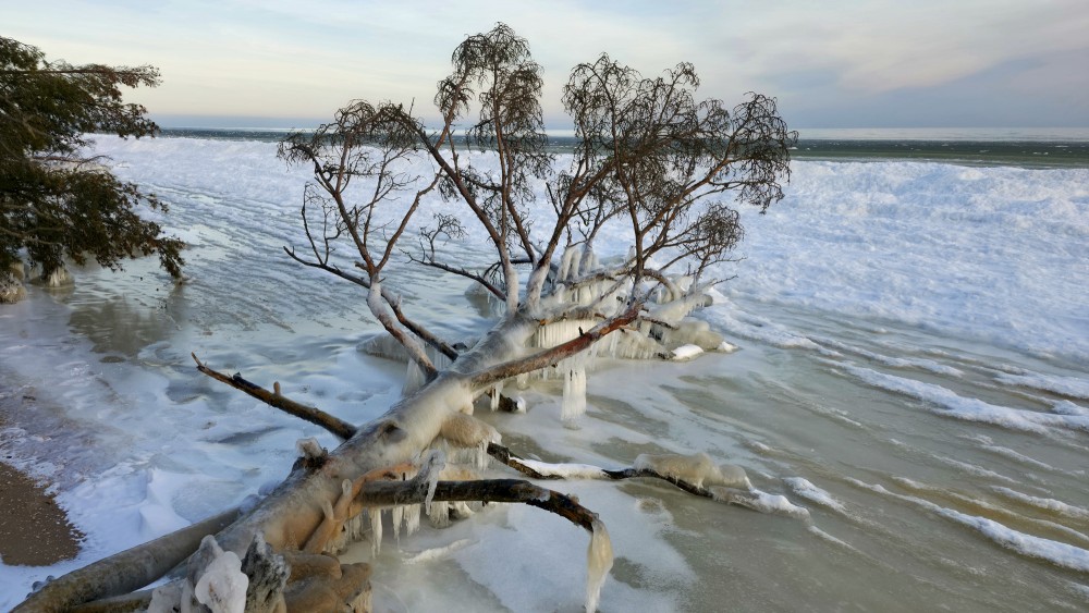 Ice-covered fallen tree at Cape Kolka on a frozen sea background in ...
