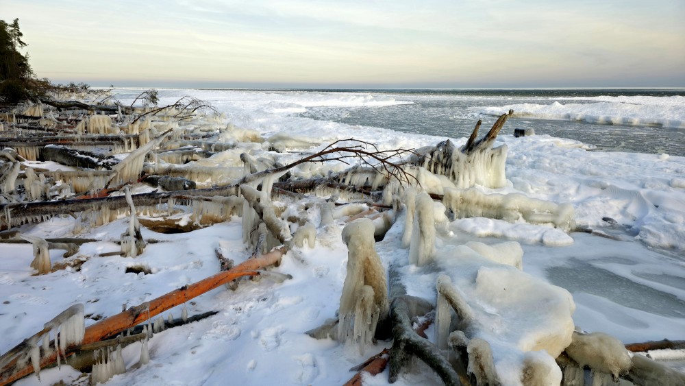 Cape Kolka winter coastline with ice-covered driftwood and sea ice ...