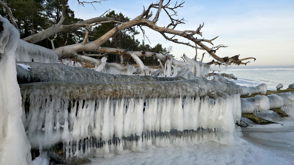 Cape Kolka winter coastline with ice-covered driftwood and sea ice on ...