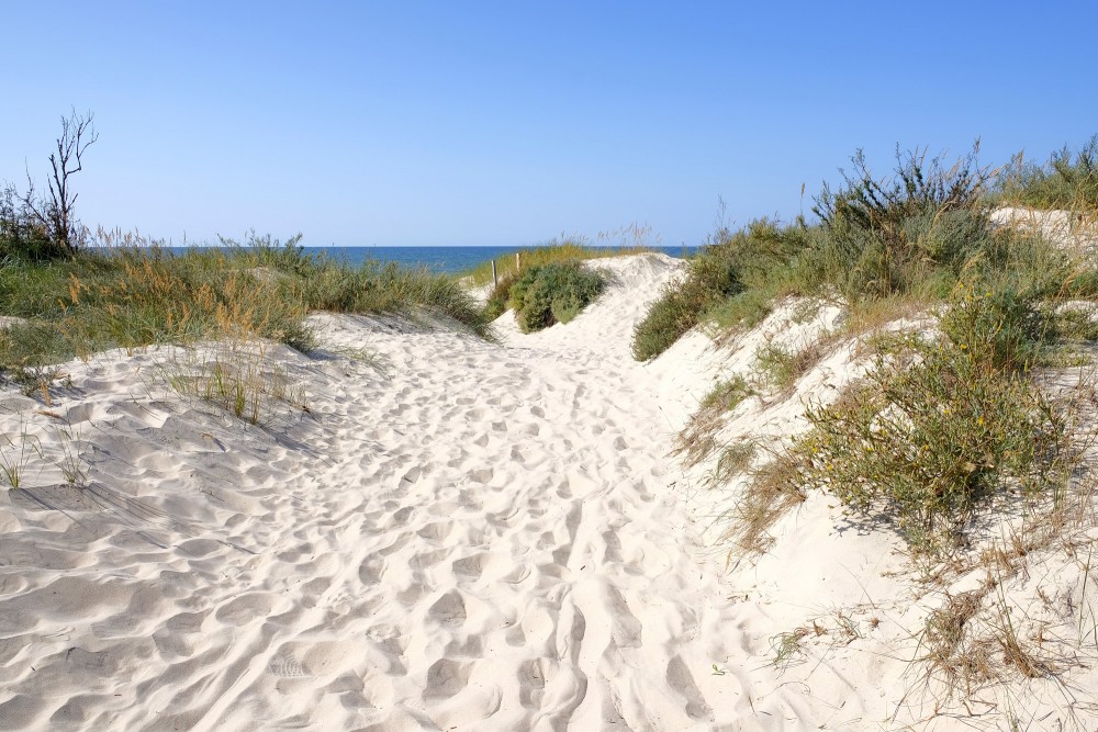 Weathered dead tree on coastal dunes overlooking the sea - redzet.lv