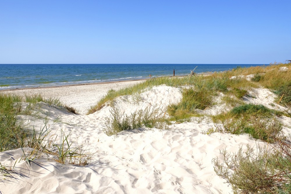 Pine forest and dead trees on Bernāti Beach dunes - redzet.lv