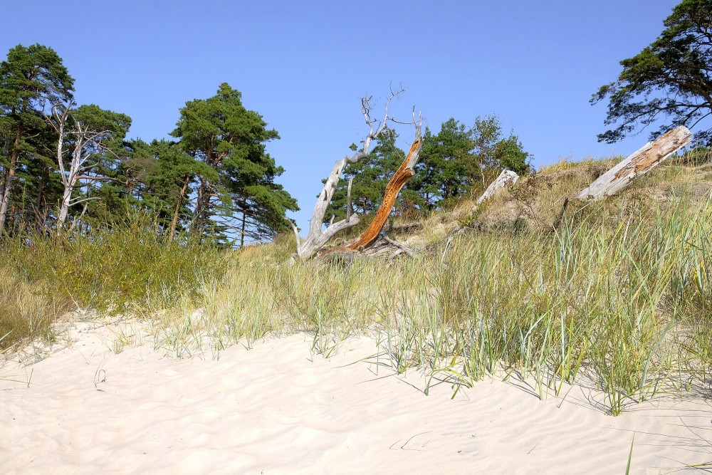 Coastal bluff with pine trees and sandy beach at bernāti shoreline ...