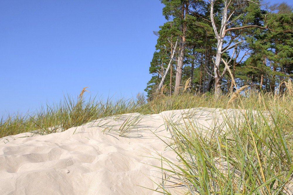 Weathered dead tree on coastal dunes overlooking the sea - redzet.lv
