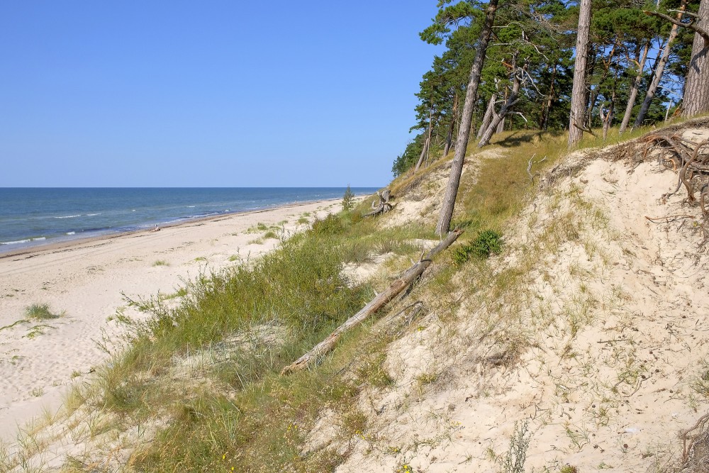 Dead tree on a coastal bluff overlooking the sea at bernāti beach ...