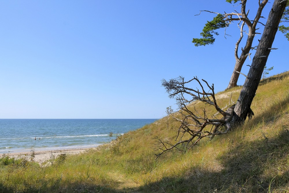 Dead tree on a coastal bluff overlooking the sea at bernāti beach ...