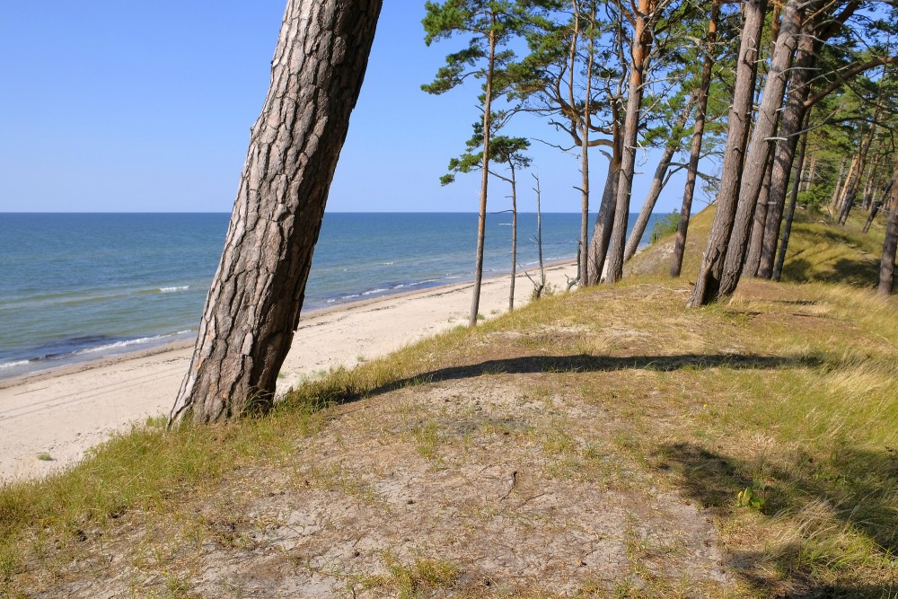 Leaning pine trees on a coastal bluff with a sea view at bernāti beach ...