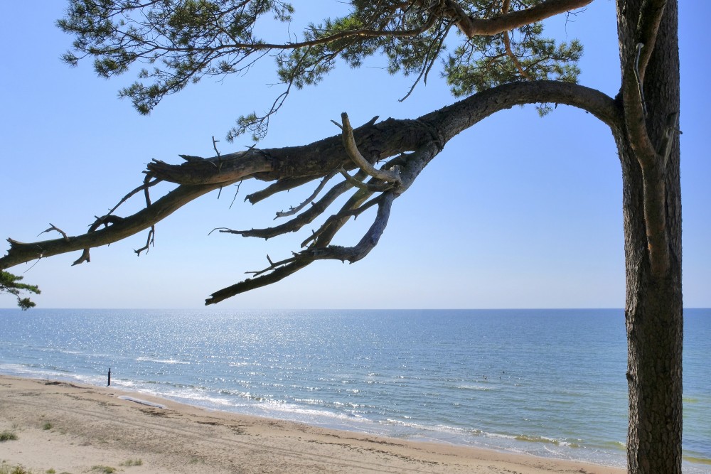 Dead tree on a coastal bluff overlooking the sea at bernāti beach ...