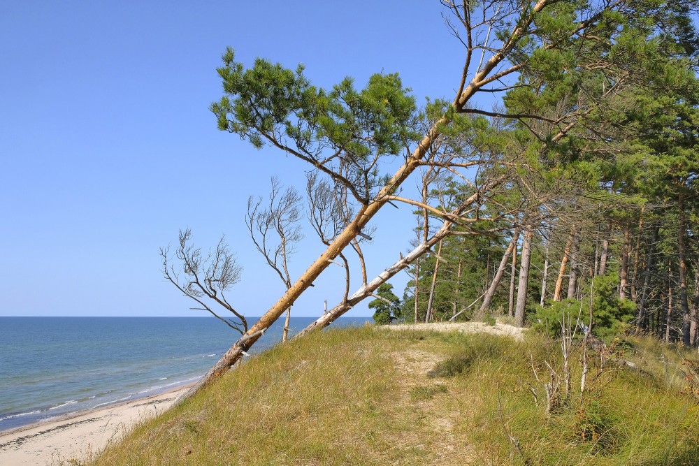 Dead tree on a coastal bluff overlooking the sea at bernāti beach ...
