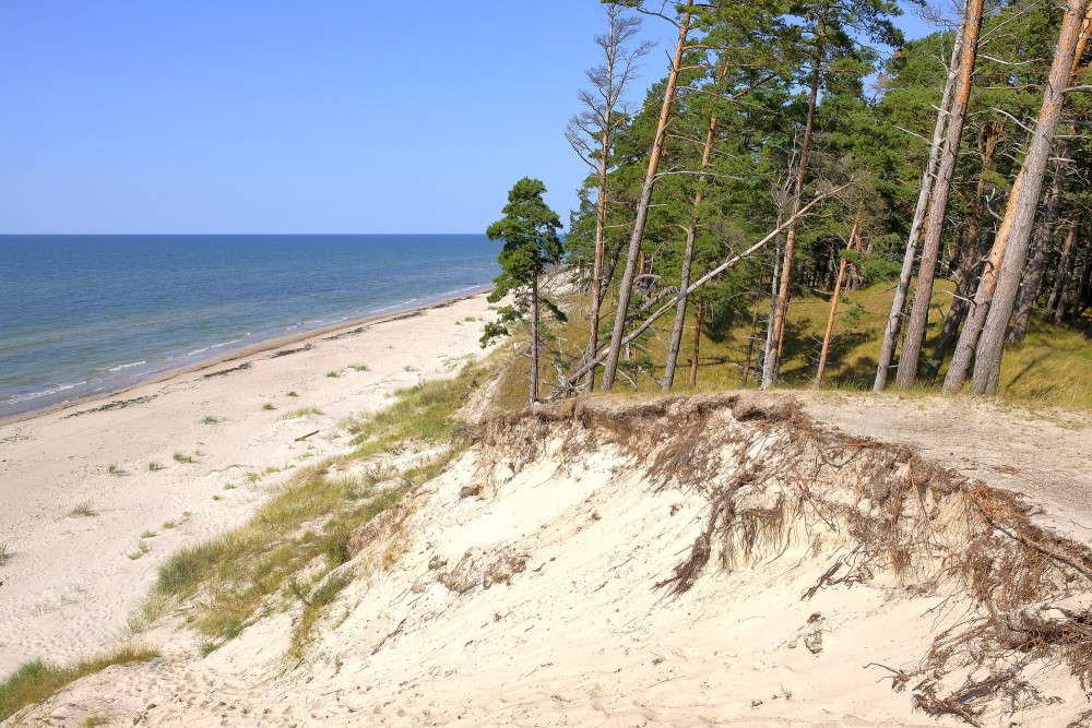 Leaning pine trees on a coastal bluff with a sea view at bernāti beach ...