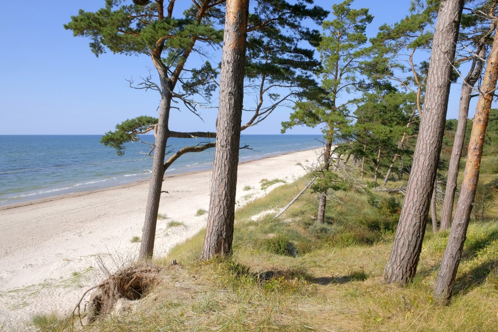 Dead pine trunk on a coastal bluff above a sandy beach - redzet.lv