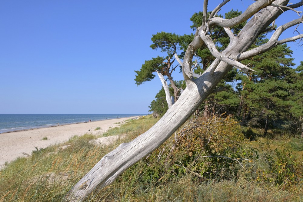 Dead tree - redzet.lv