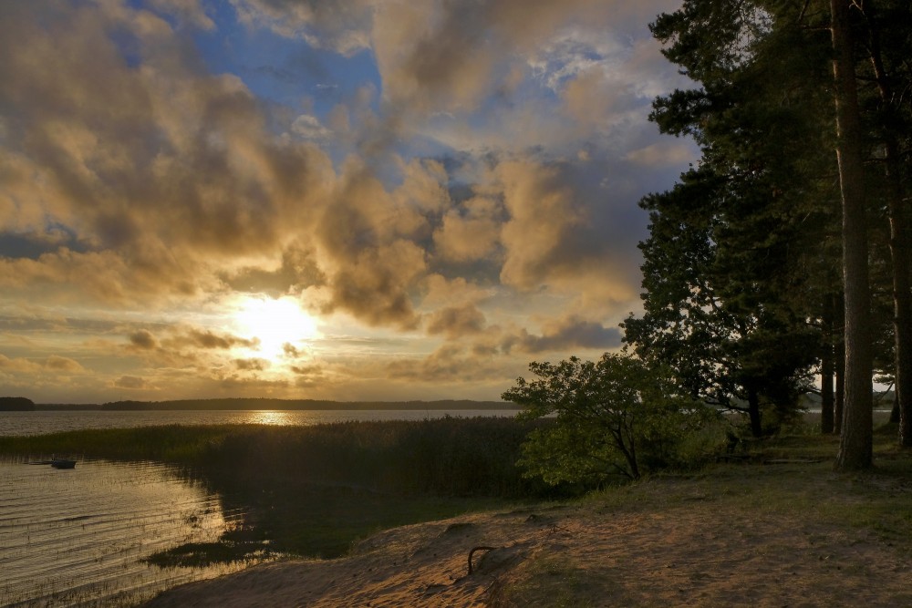 Sandy lakeshore with reeds and evening light over the water - redzet.lv