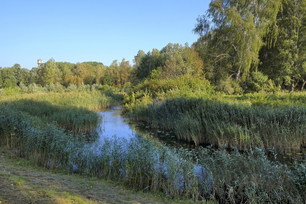Narrow channel of the Bārta River with reeds and shrubs in a Skuodas ...