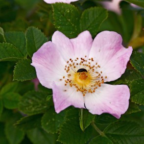 Mežrozes augļi - Rožu dzimta - redzet.lv