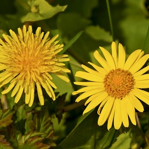 Pienene - Pienene - redzet.lv