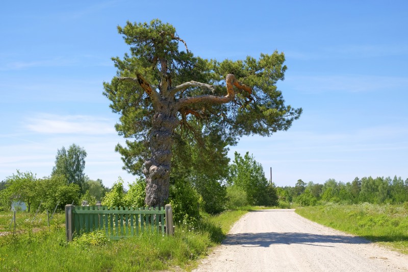 Stone, great trees - redzet.lv